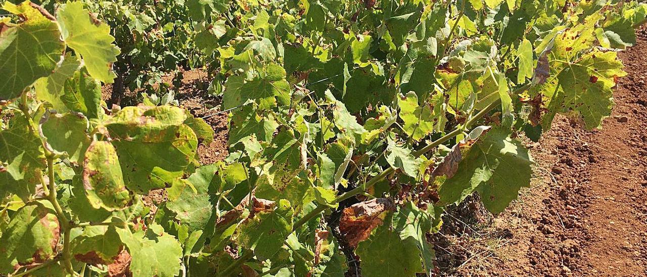 El hongo del mildiu reducirá hasta un 20% de la producción de uva