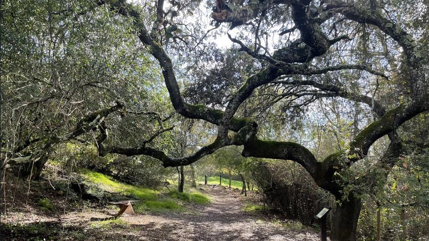 Cuesta del reventón | Noticias de Cuesta del reventón - Diario Córdoba