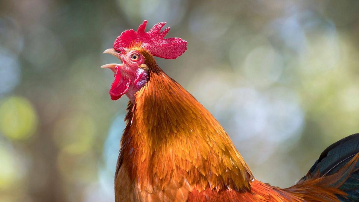 Ser (alguien) un gallo tapado