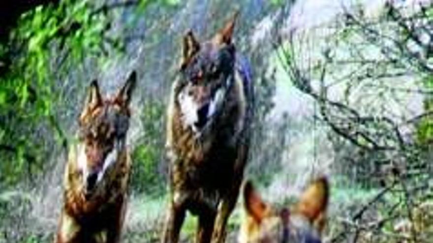 El cine cordobés se viste de fiesta con el estreno del filme ´Entrelobos´