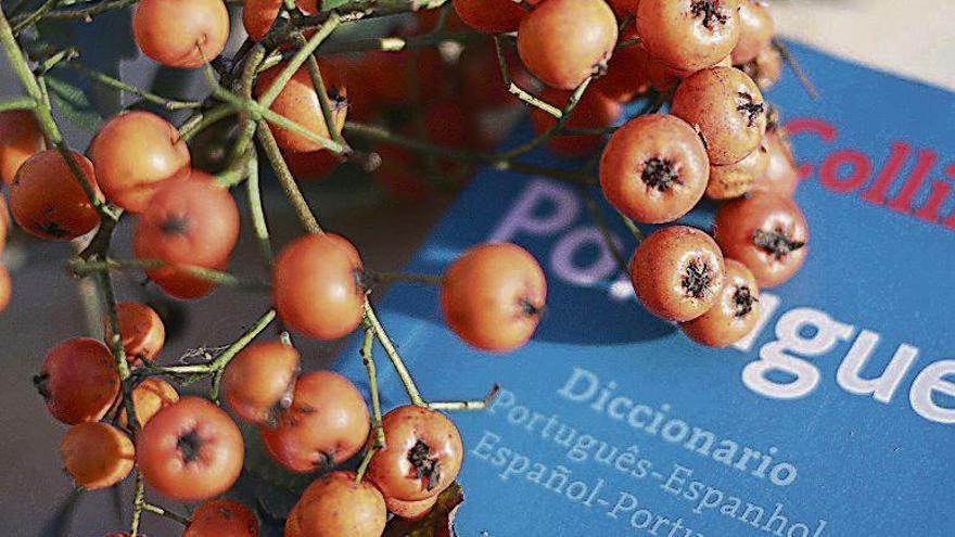 Lisboa y el falso espino - La Nueva España