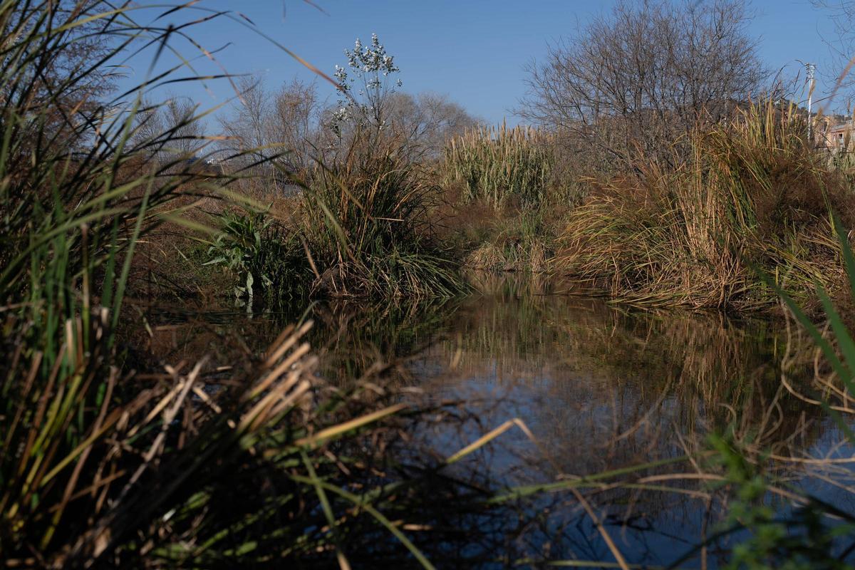 La renaturalización del Besòs avanza en Santa Coloma de Gramenet
