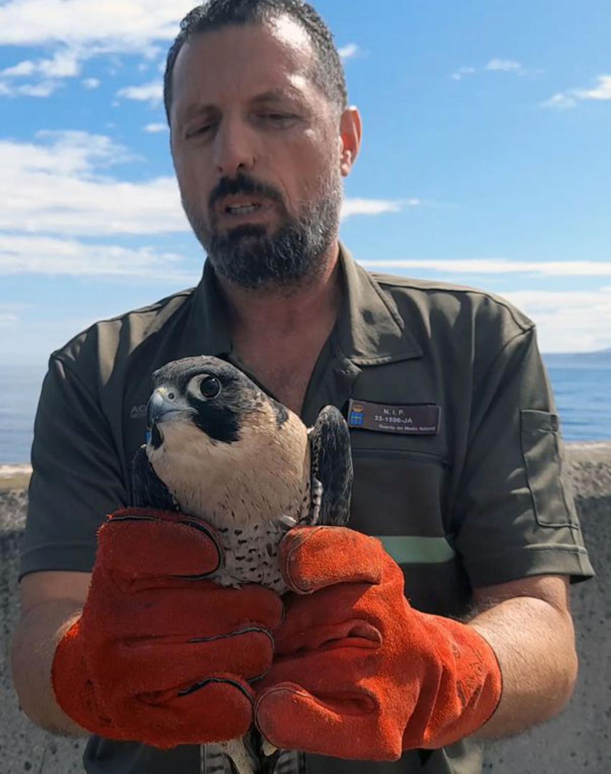 Un halcón peregrino se ocupará del equilibrio de la fauna en El Musel