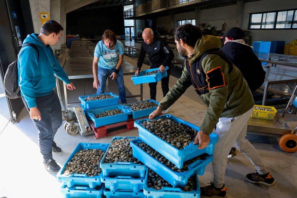 Devuelven al mar 200 kilos de almeja extraída en una zona cerrada por biotoxinas
