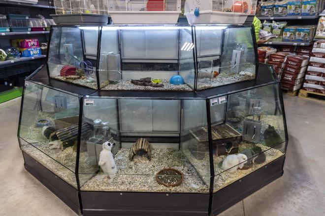 Ley de Bienestar Animal | Casi 400 tiendas de animales, en jaque en la ...
