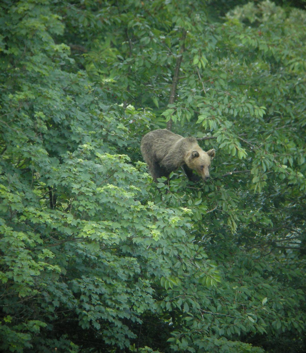 La investigación concluye que "Fittipaldi", el oso que entró en el ...