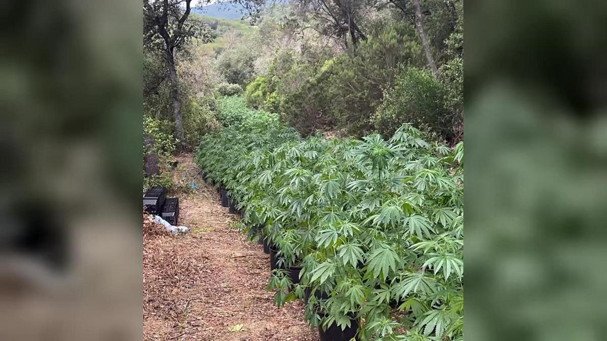 Desmantelan un plantación de marihuana con 950 plantas en una zona boscosa de Sant Celoni