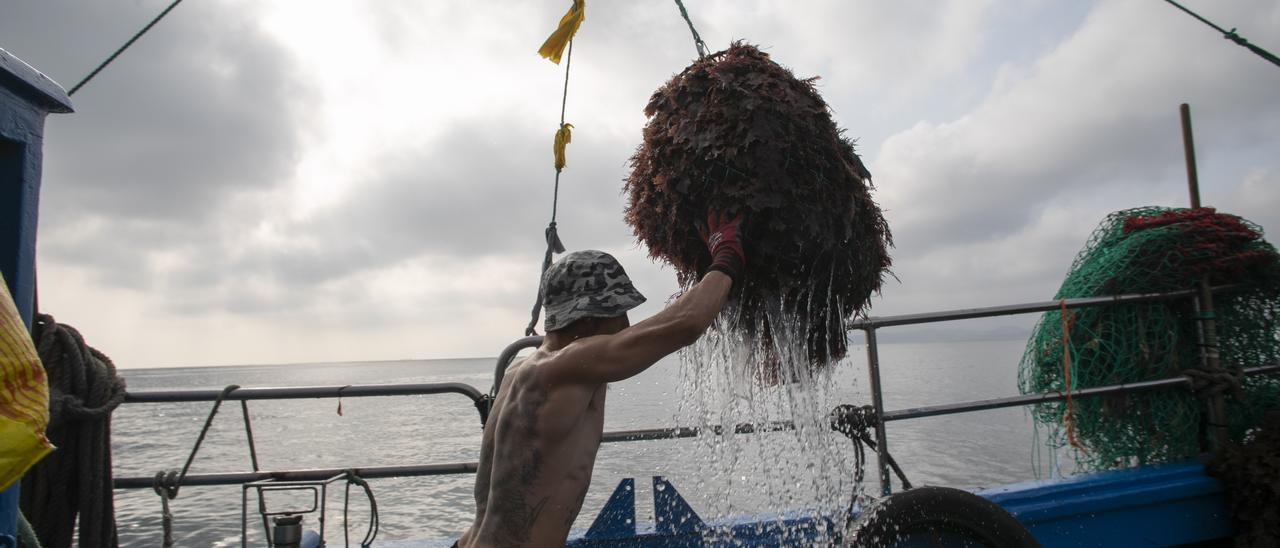 El Cantábrico entrega su cosecha de ocle