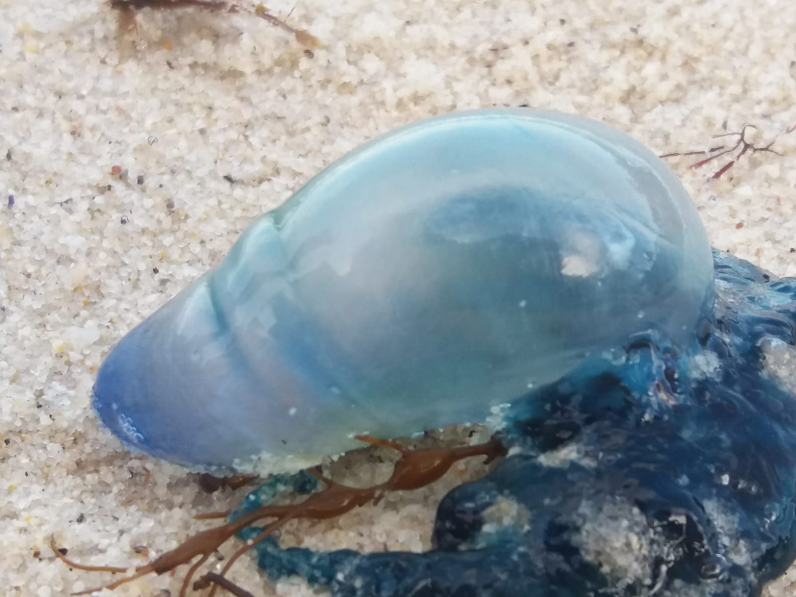 La medusa Carabela Portuguesa desembarca en las playas viguesas