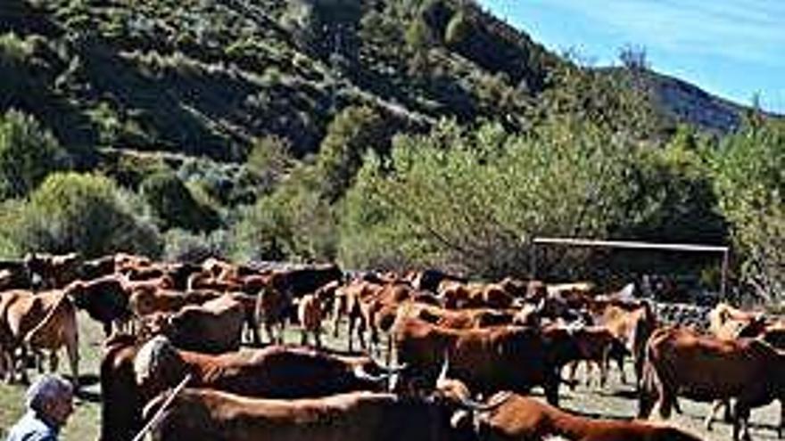 Feria de "chocallo" y ganado