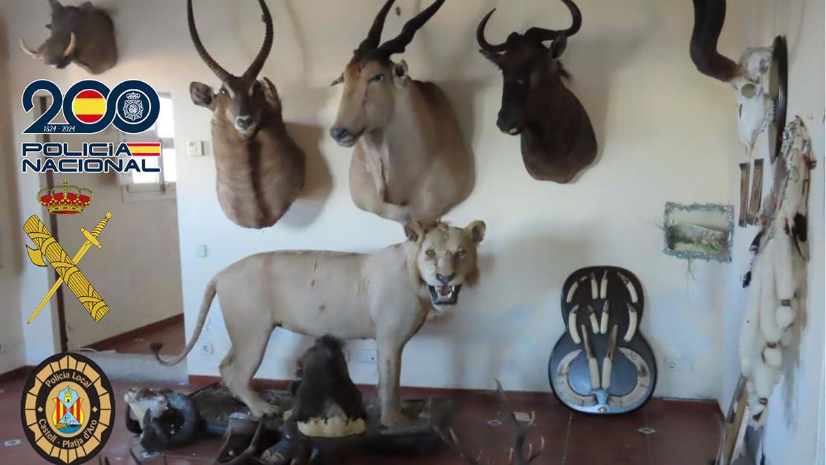 Requisados 135 animales disecados, entre ellos un león, en Platja d'Aro