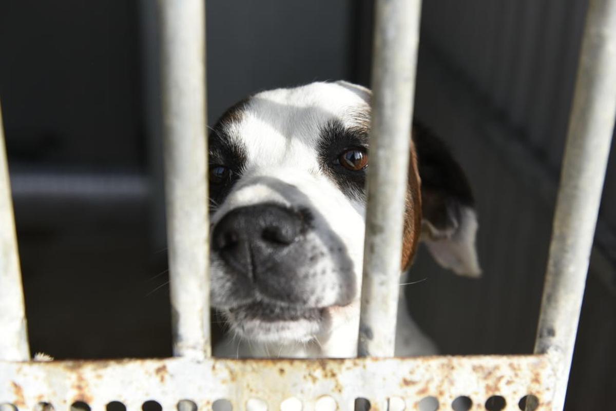 El CATAD de Cartagena da en adopción más de 450 animales durante el ...