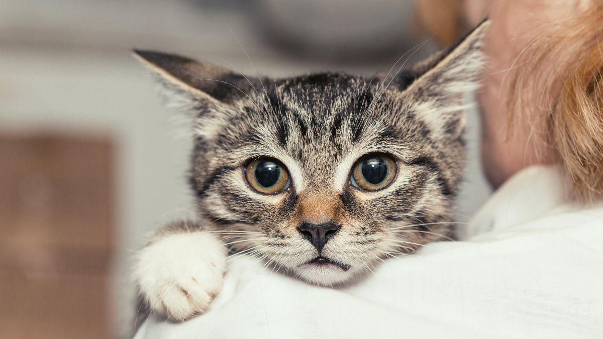 Soñar con gatos pequeños: qué significa