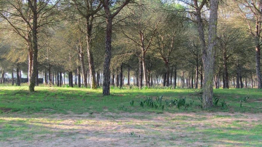 Rescatan a tres niñas perdidas durante la noche en Doñana