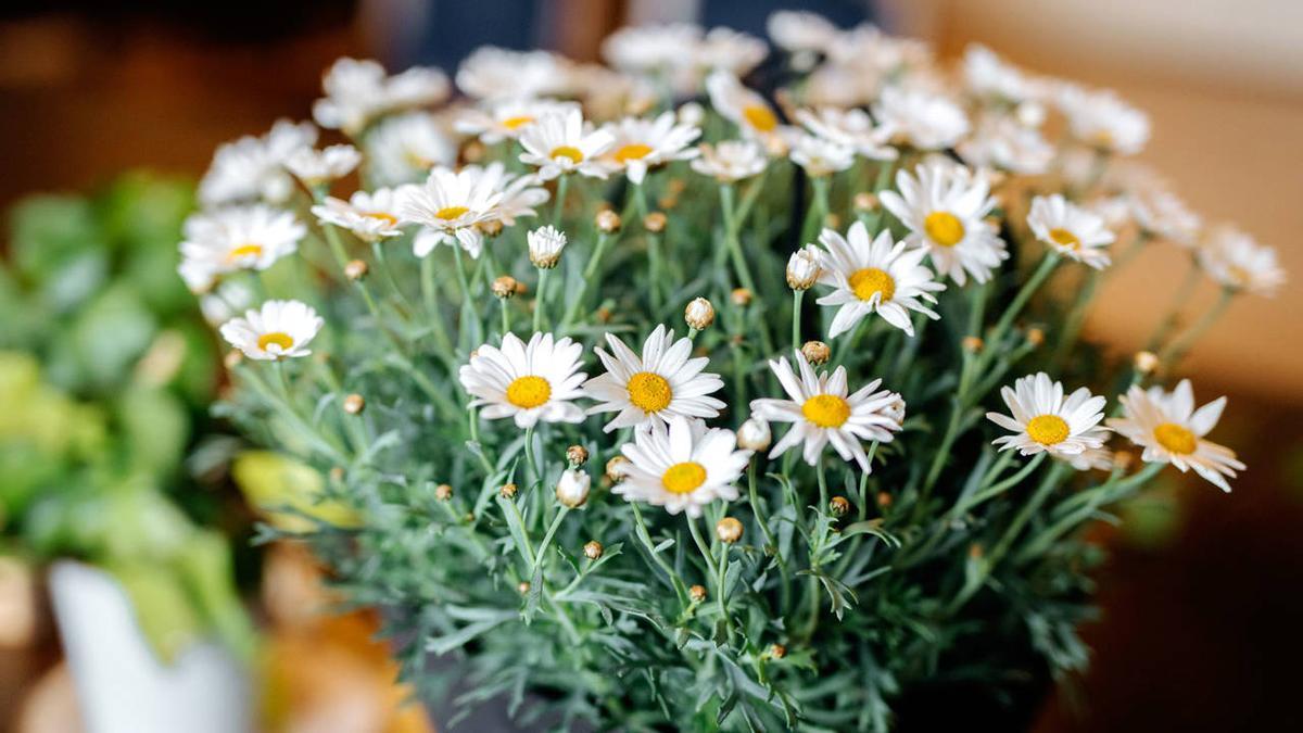 Estos son los cuidados que deber tener una planta margarita