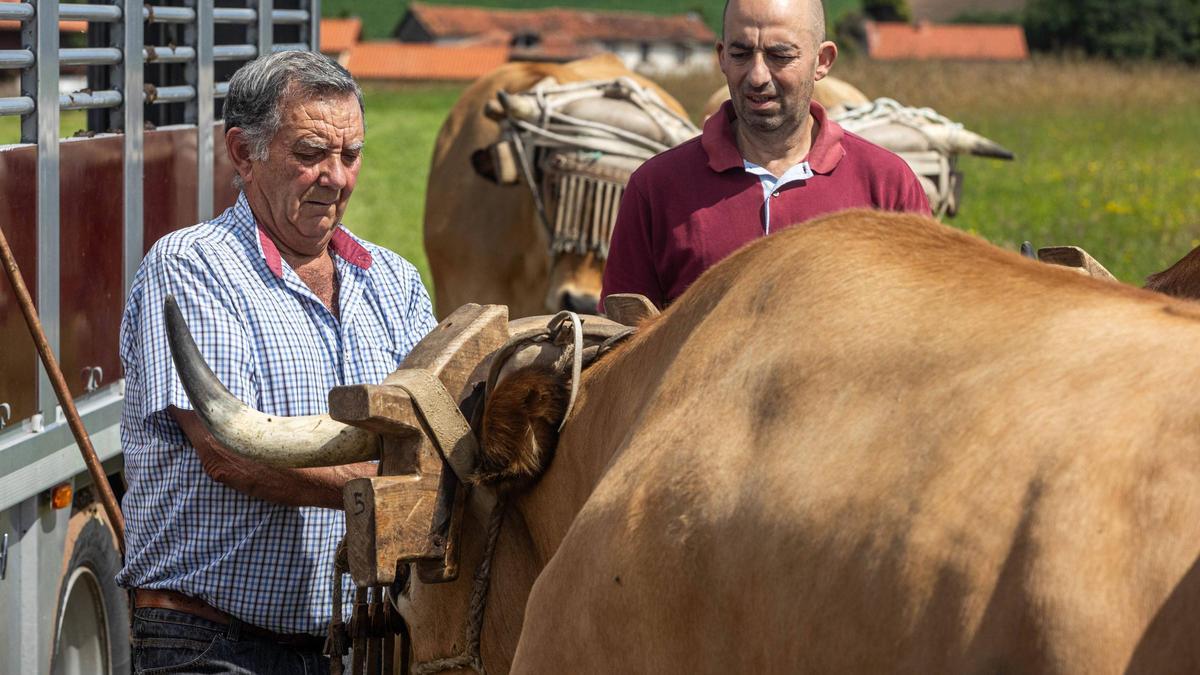 La Asturias ganadera exhibe su fuerza en Manzaneda (Gozón)