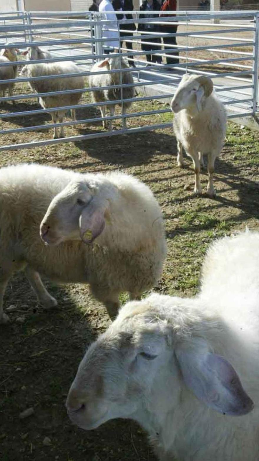 La oveja assaf produce 150 litros más al año desde 1995 gracias a la ...