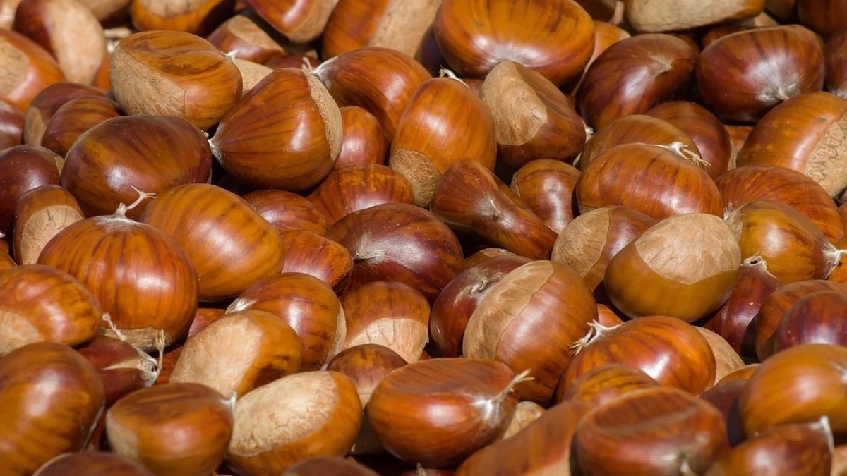 Las 3 mejores ferias para comprar castañas este otoño en Catalunya