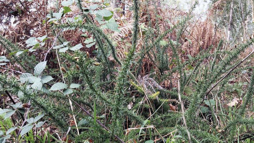 La gran revolución del tojo gallego - Faro de Vigo