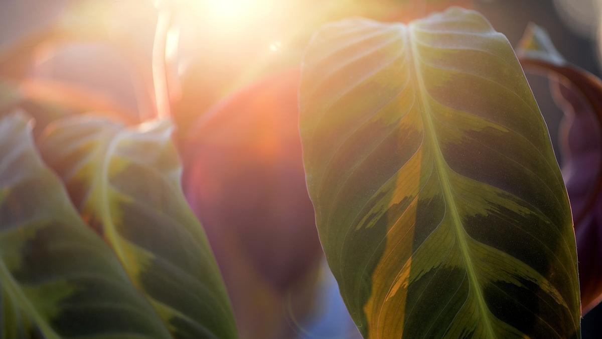 Calatheas: las plantas de interior que "bailan" al ritmo del sol