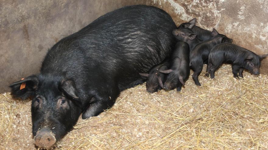 El ‘porc negre’ de Ibiza y Formentera llega a México - Diario de Ibiza