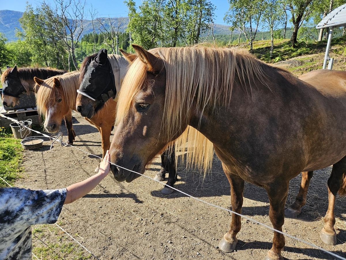 EXPERIMENTO CABALLOS | Desarrollan un sistema para que los caballos ...
