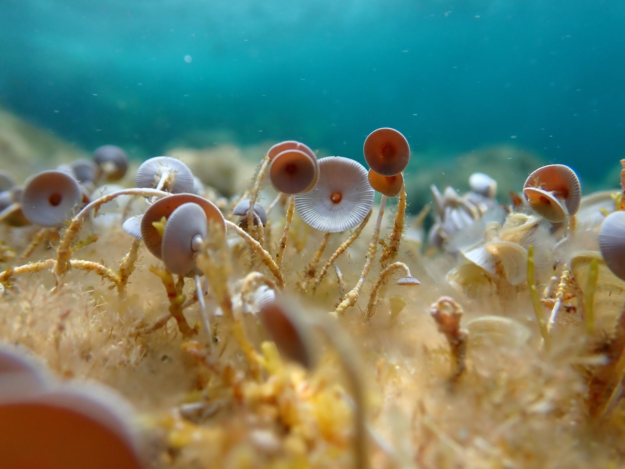 Estas son las fotos ganadoras del Certamen para la Conservación del Mar ...