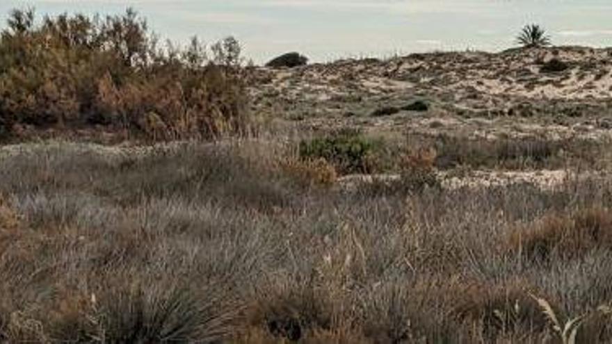 Hallazgo científico en las playas de Elche: dos investigadores ...
