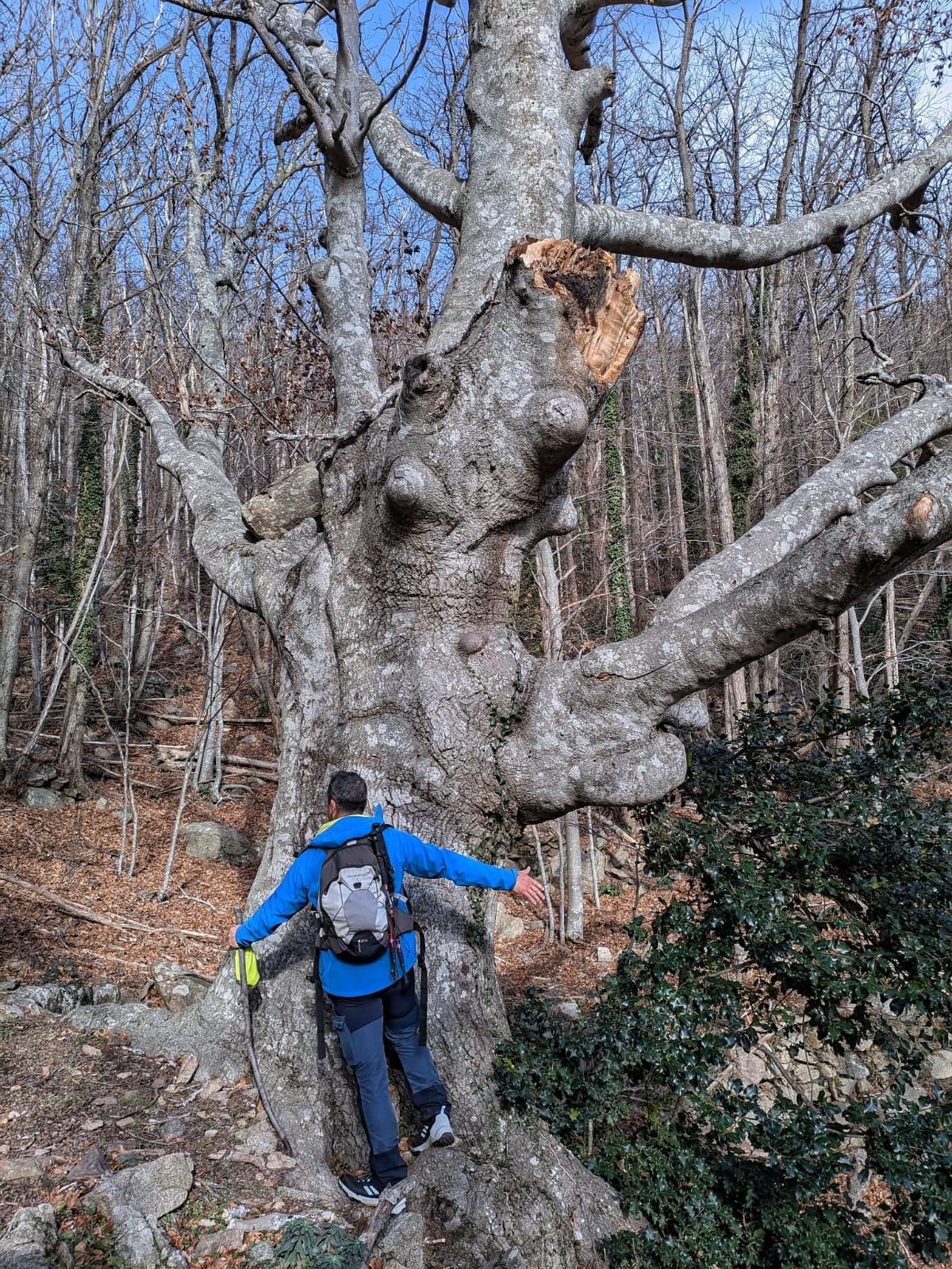 PATRIMONI MATURAL | Danys al Faig de la Pedra a l’Albera: l’arbre ...