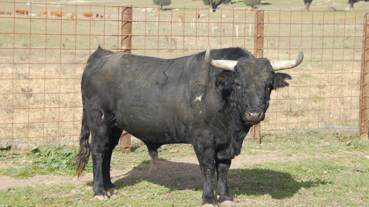 De Portugal a Vila-real: Los seis toros de la ganadería Santa María ...