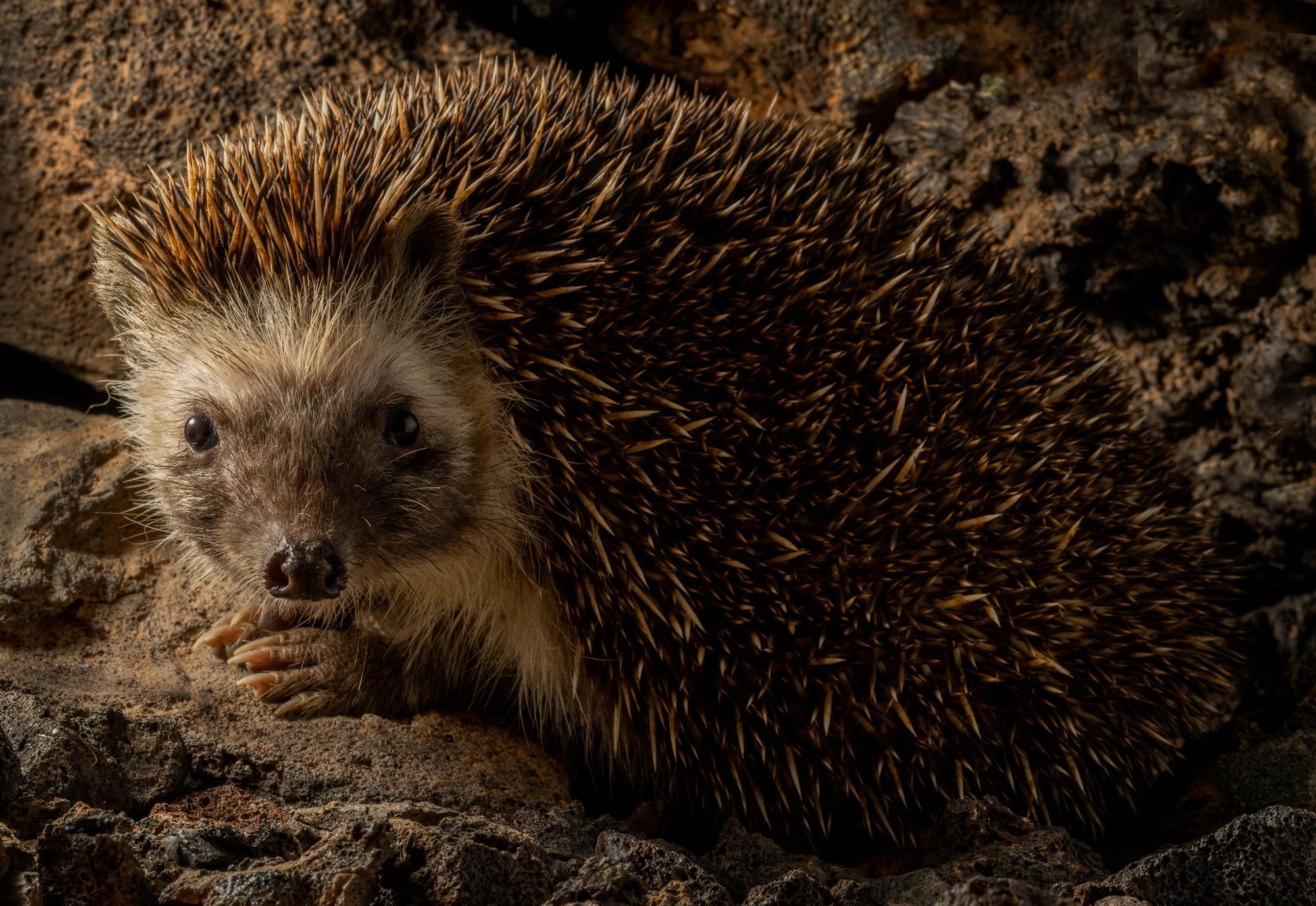 FOTOS | Flora y fauna en la base militar General Alemán Ramírez, en La ...