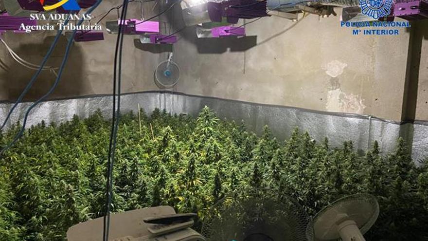 Dos detenidos en Castelló por tener más de 500 plantas de marihuana y armas