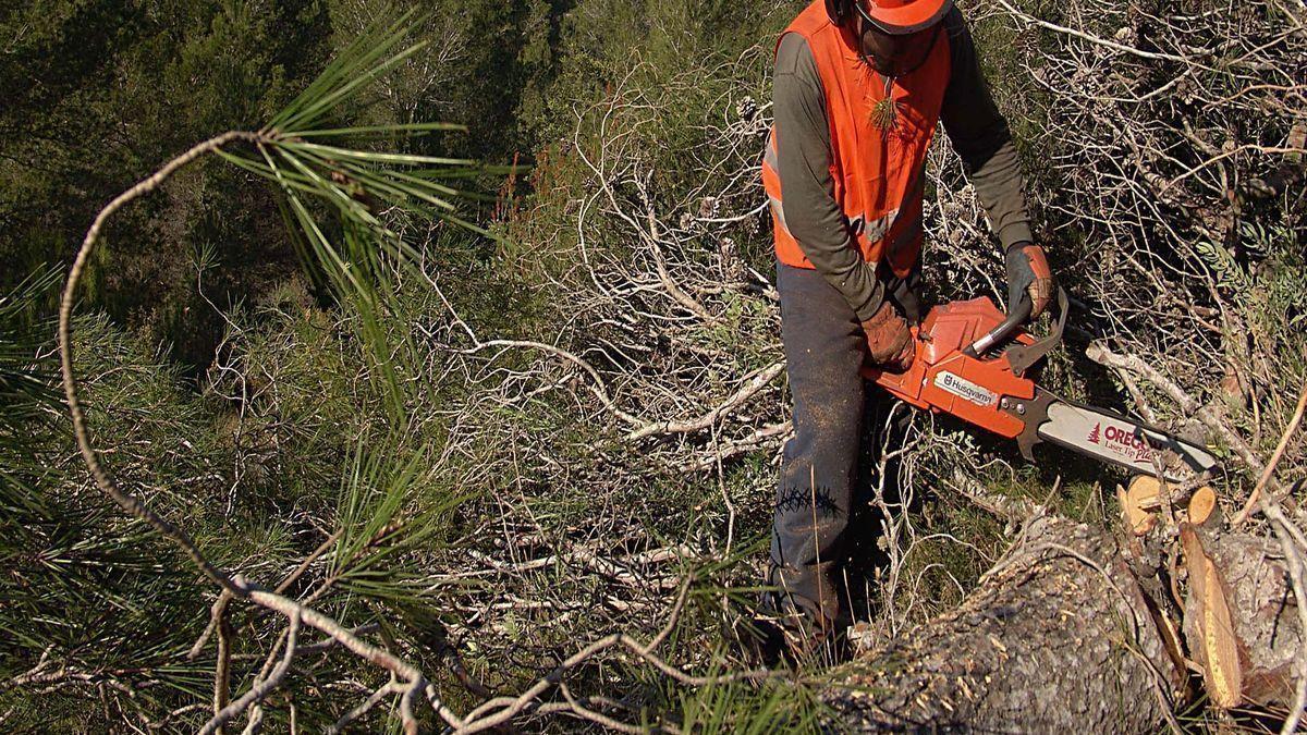 mor-un-treballador-en-tallar-se-el-coll-amb-una-motoserra-a-elx