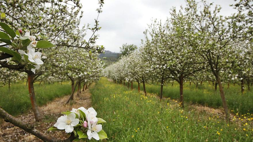 La floración del manzano, abundante y temprana en un año de buena ...