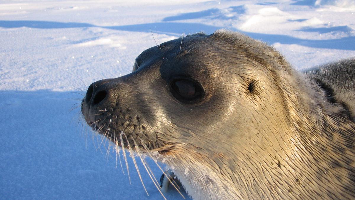 O drama das focas árticas: acosadas polo cambio climático, os ...