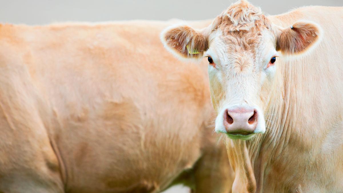 Sucesos en Galicia | Investigado un octogenario por disparar a una vaca ...