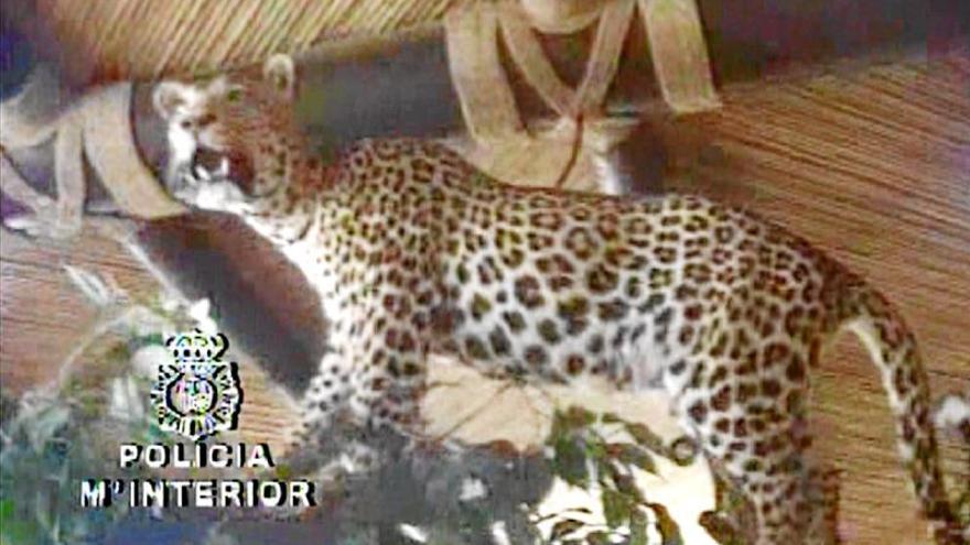 El Seprona estudia la legalidad de los animales disecados de Roca