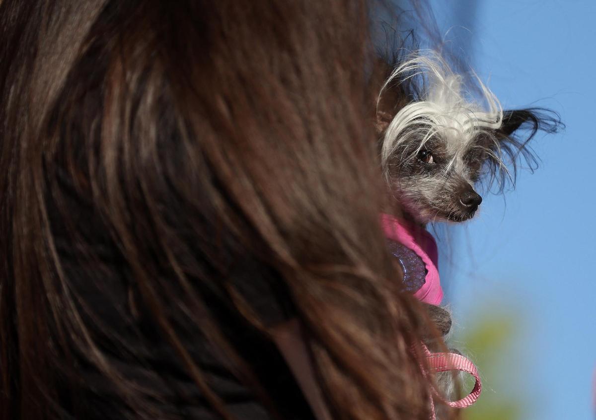 Estos son los perros más feos del mundo