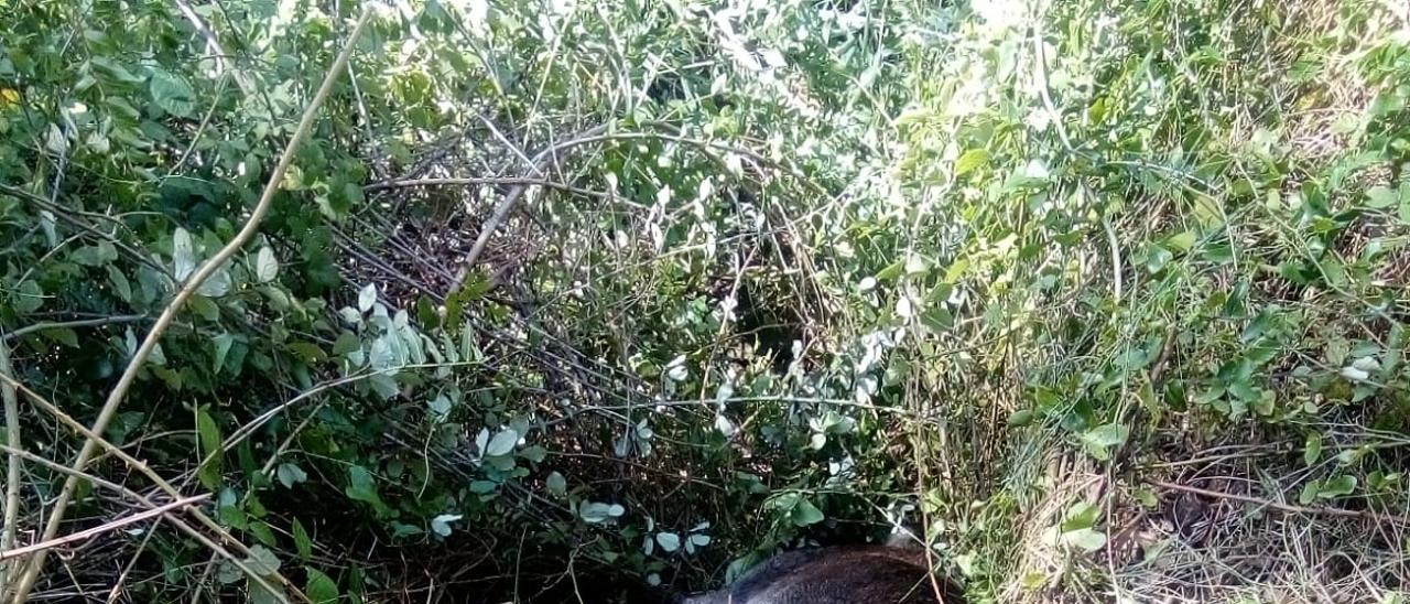 Deja el cargo una jefa de servicio por la muerte de diez burros en Castelló