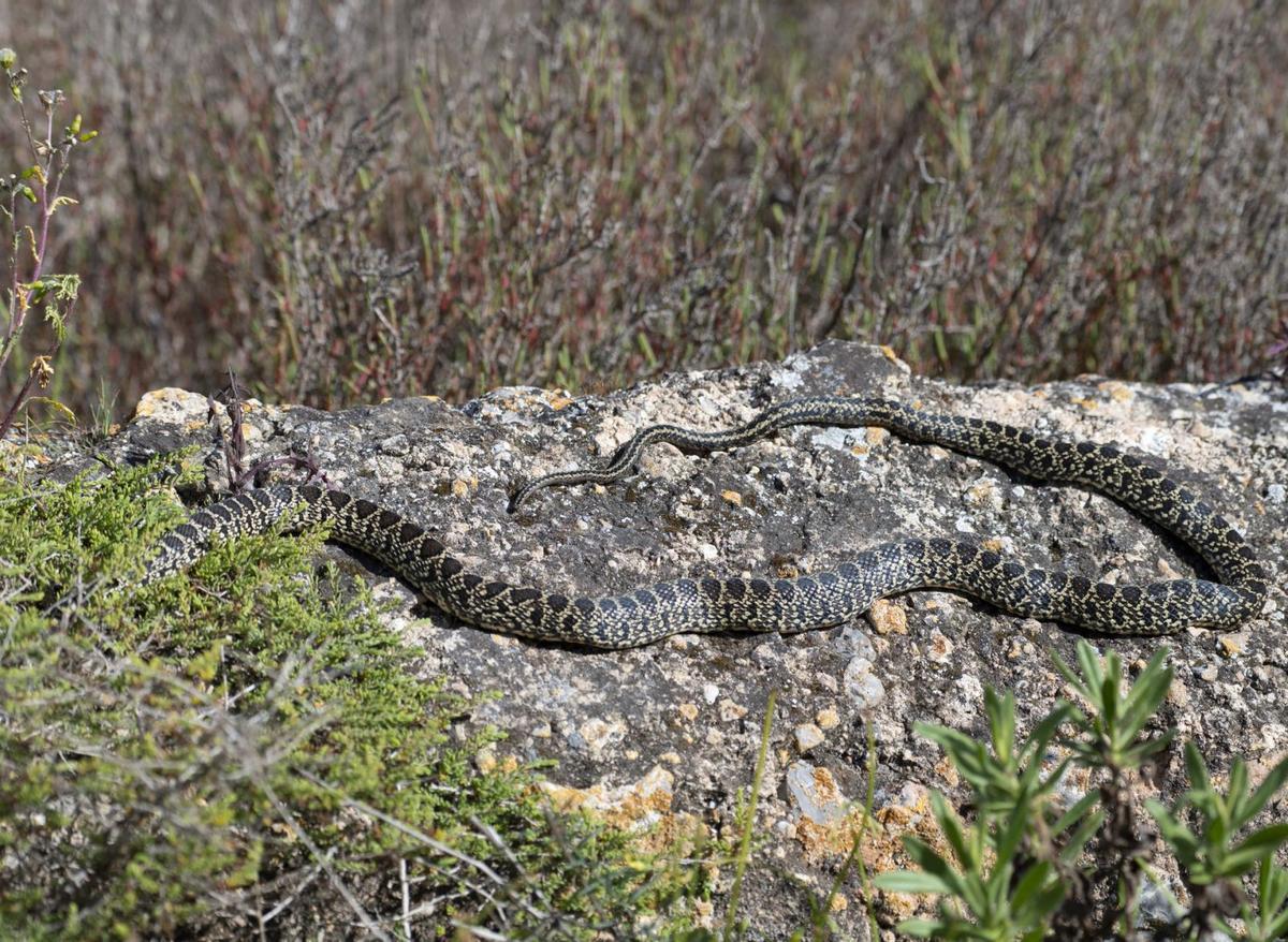 Medio ambiente en Ibiza: Las culebras ya se deslizan por ses Salines