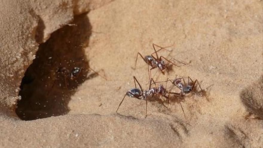 Insectos a la carrera