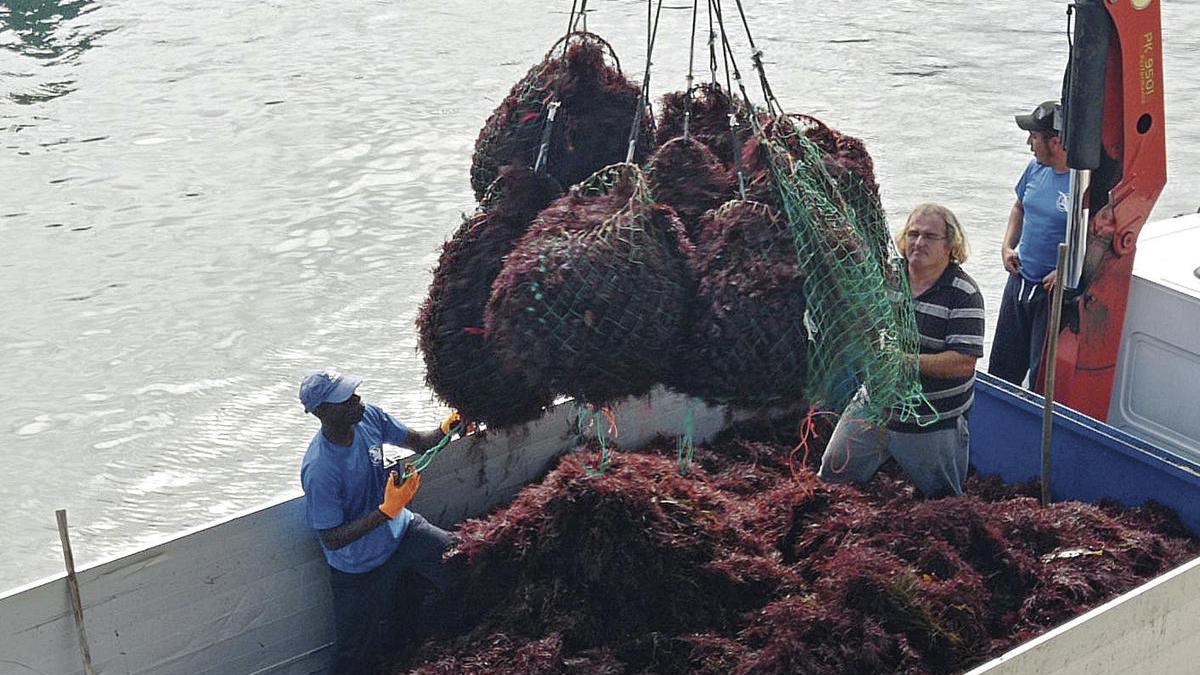 Fin de la campaña de arranque de ocle, con "poca ganancia" y mucho aún ...