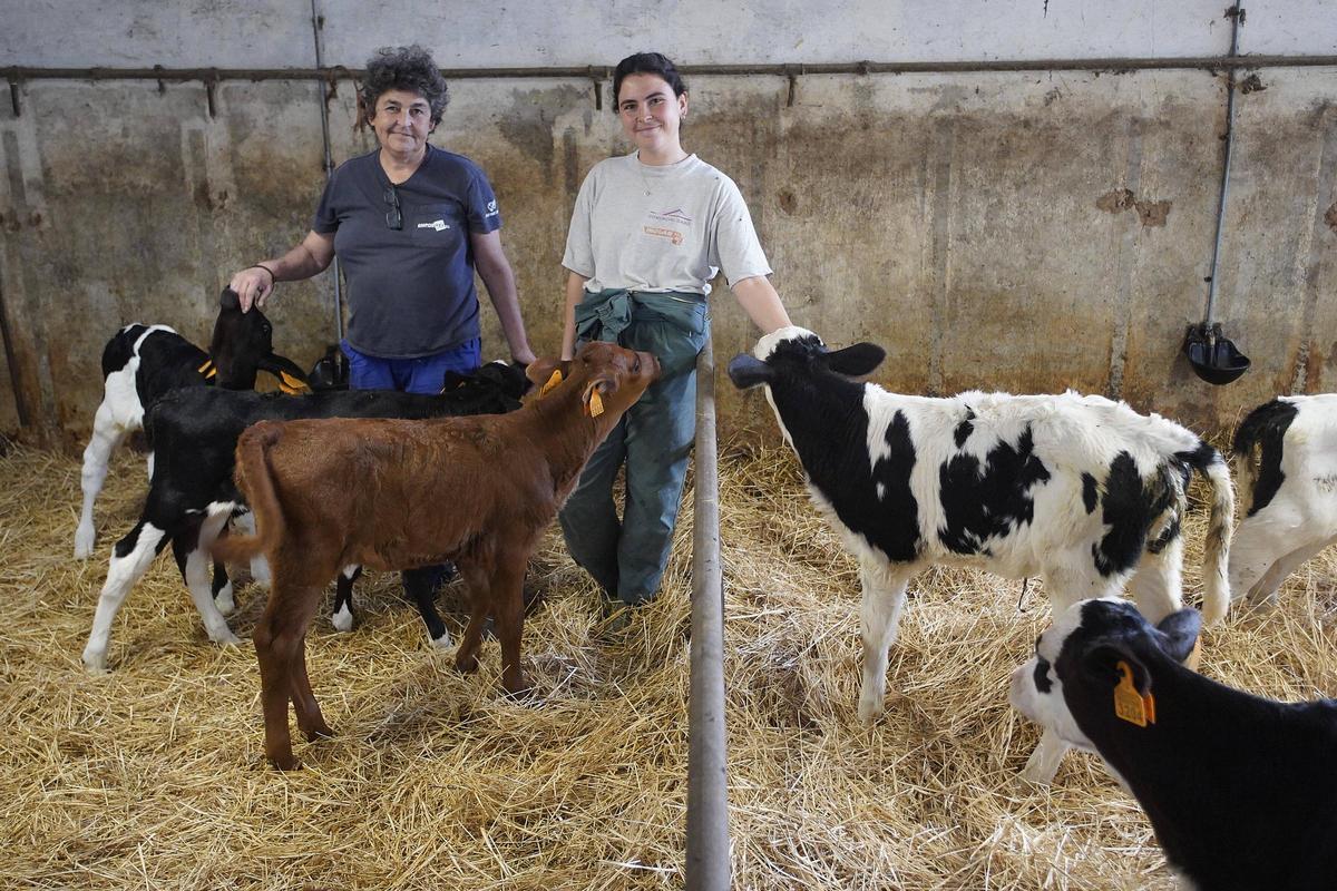La granja La Selvatana, "un hotel de vaques"