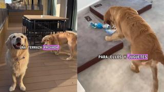 MEJORES ZONAS DE VIGO PARA PASEAR CON TU PERRO: Estas son las mejores ...