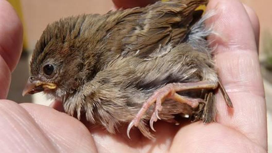 Cómo ayudar a un pájaro herido