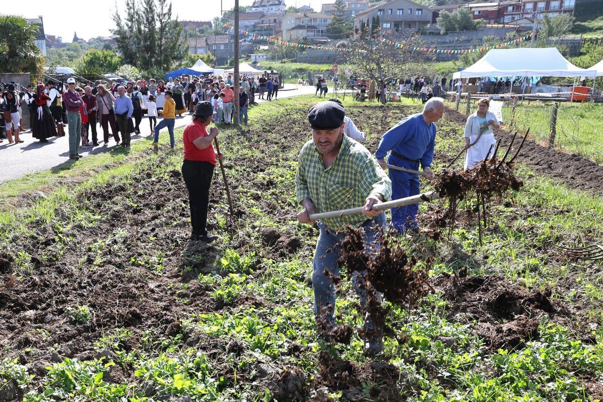 En Matamá ya es tiempo para la siembra del maíz - Faro de Vigo