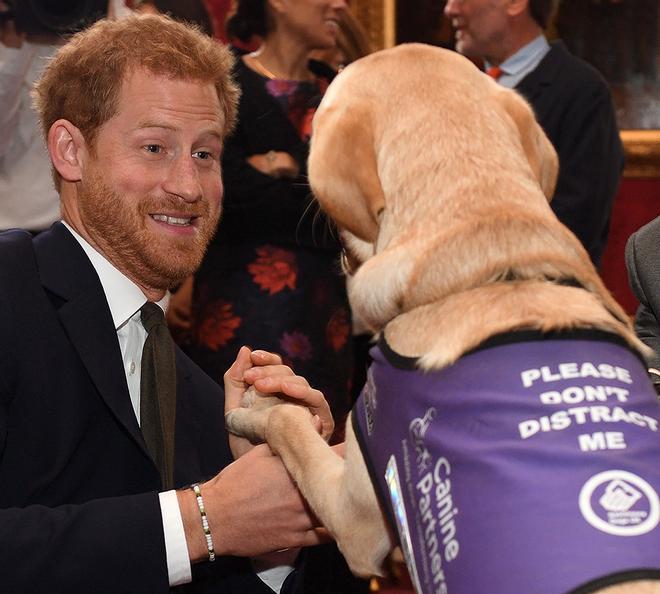 El amor es ver al príncipe Harry jugando con un perro labrador - Woman