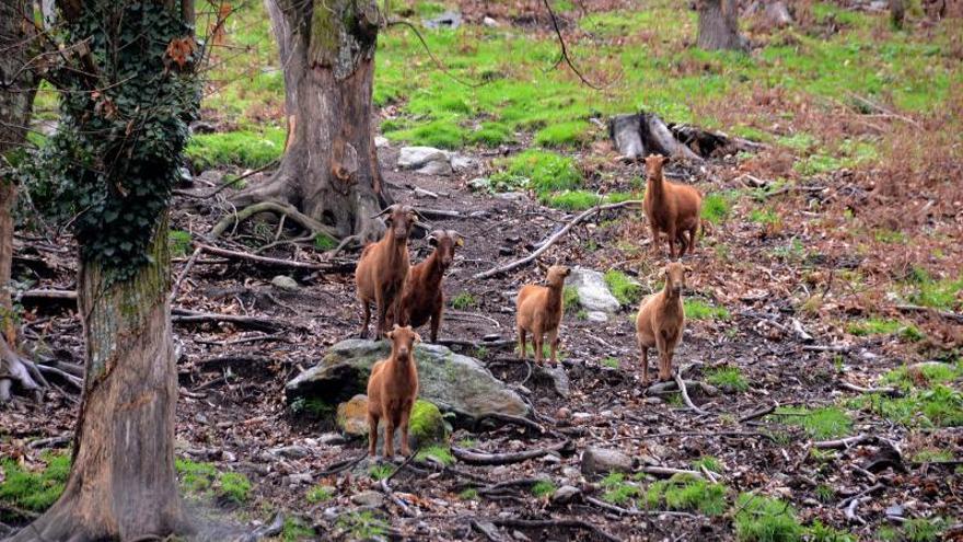 O Morrazo, tierra de cabras