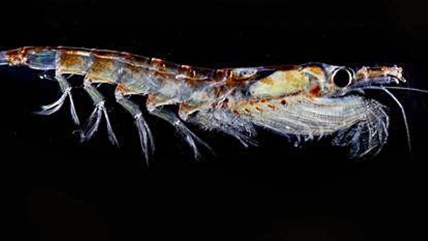 El krill, la base de la vida - La Provincia