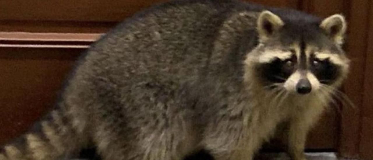 La triste mirada del mapache